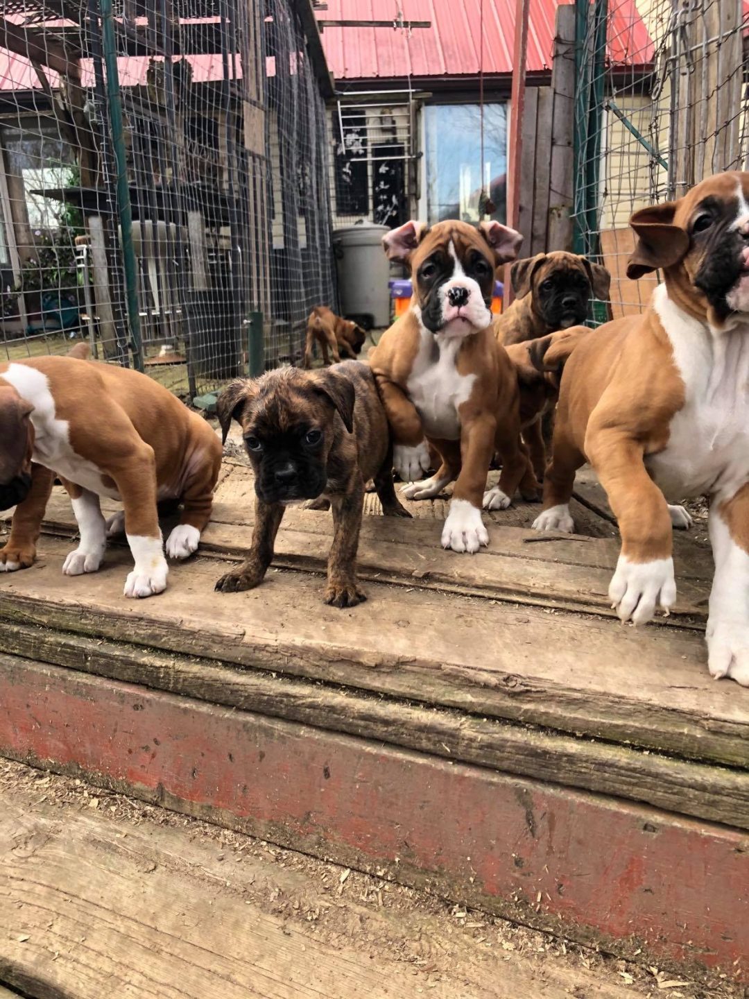 Ambato Boxers | The Home of Your Future Boxer